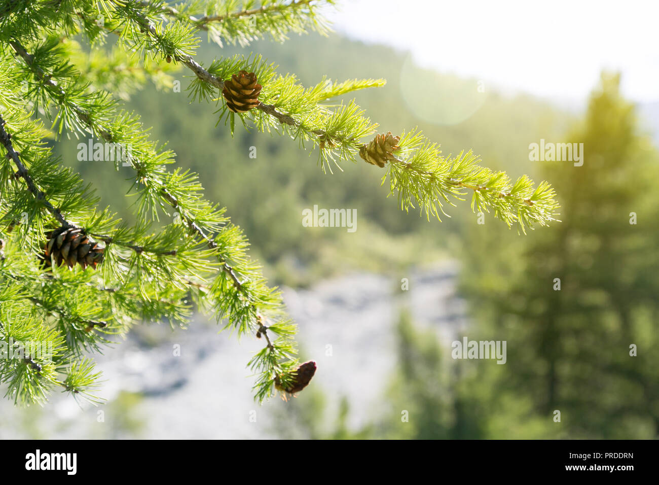 Young succulent shoots of cedar tree seeds Stock Photo - Alamy