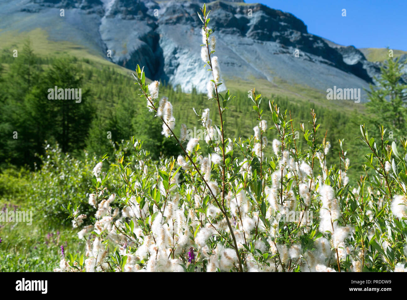 Beautiful bright alpine flowers. Medicinal and medicinal herbs Stock ...