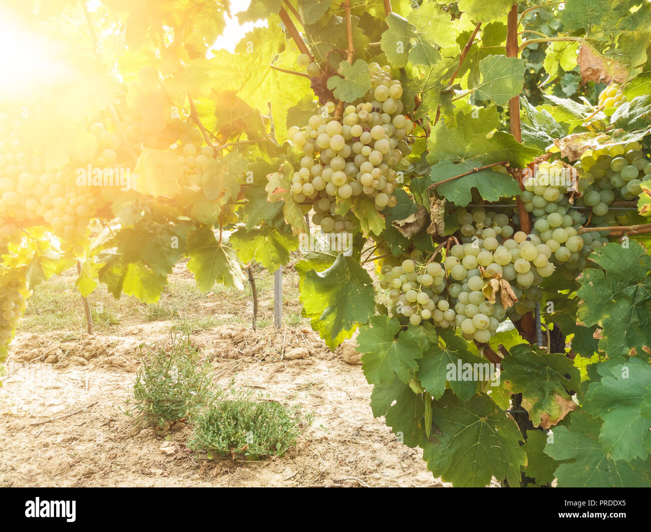 vine plant and ripe wine grapes in vineyard Stock Photo - Alamy