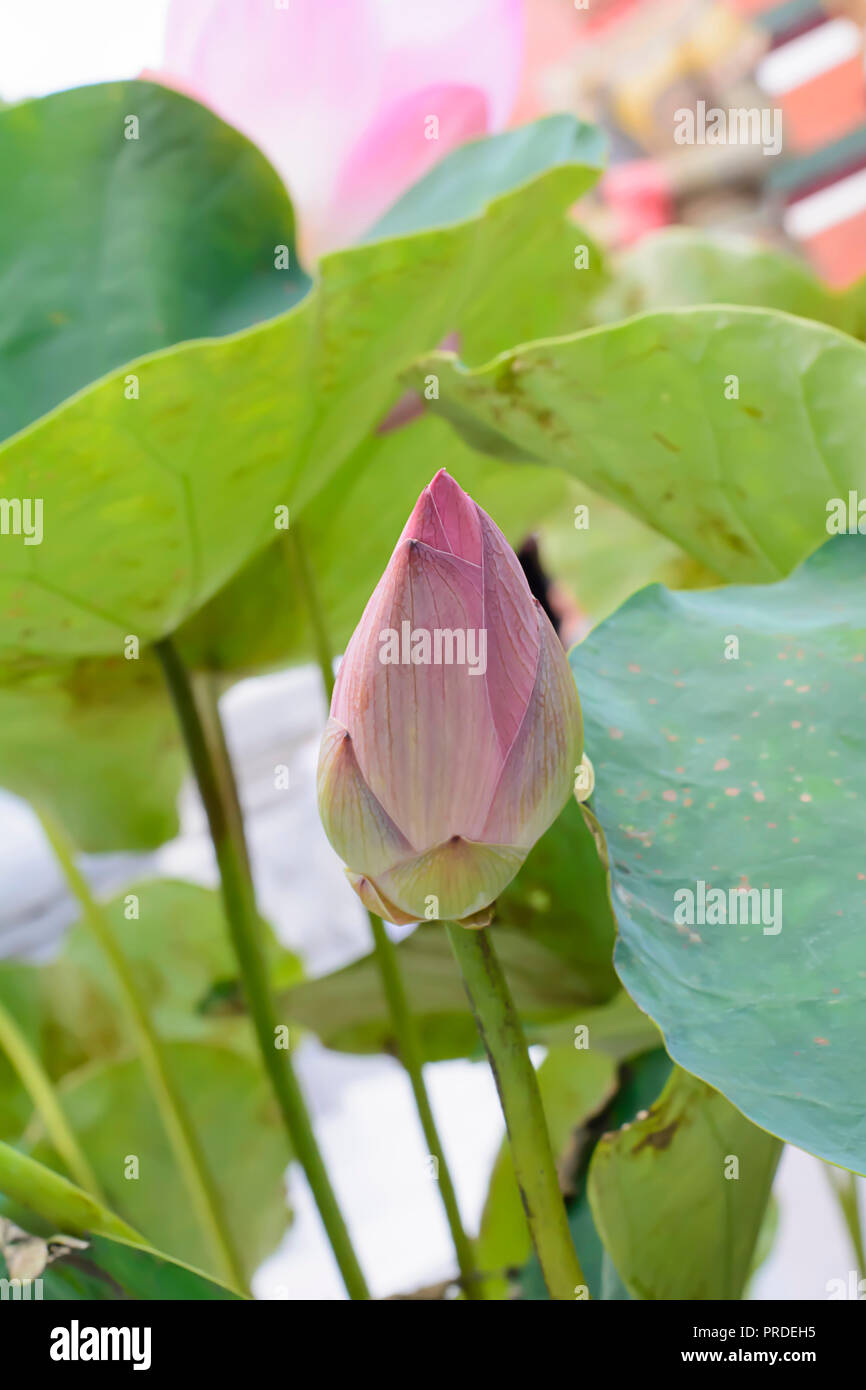 Lotus in many colors and beautiful in ponds Stock Photo - Alamy