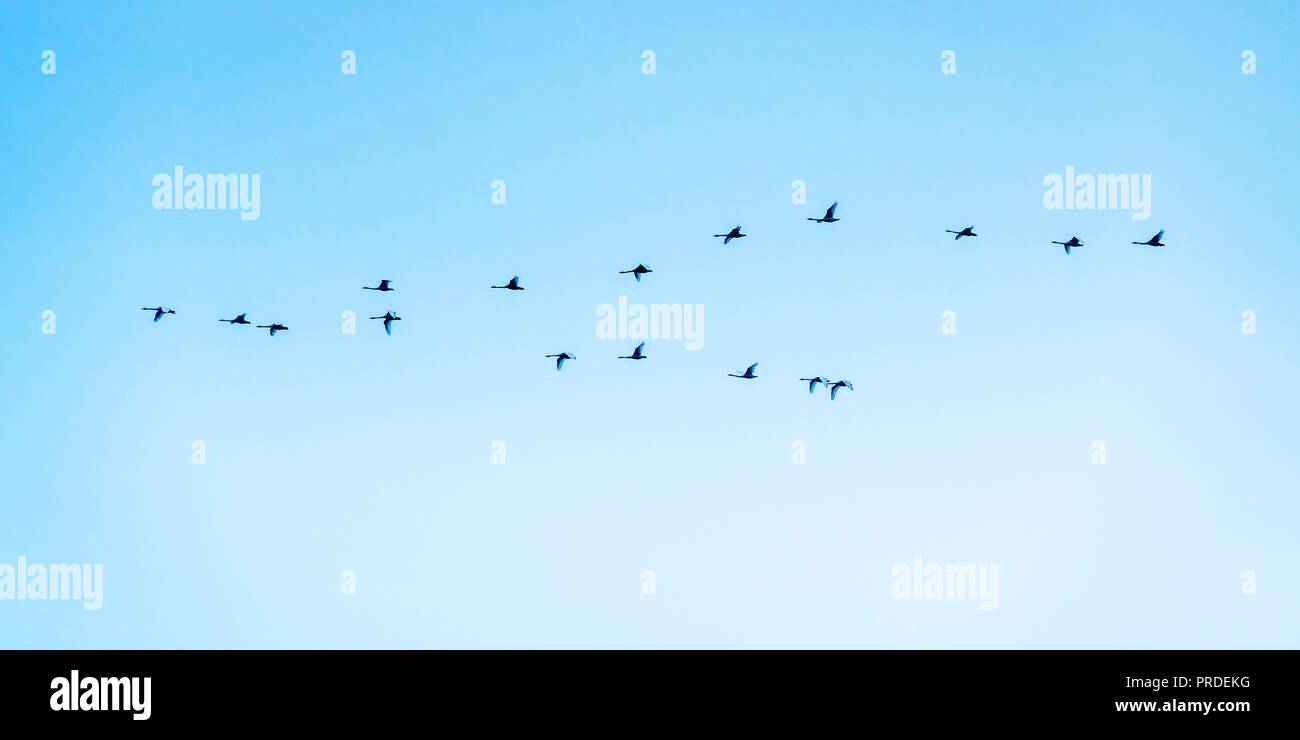 Formation of swan hi-res stock photography and images - Alamy