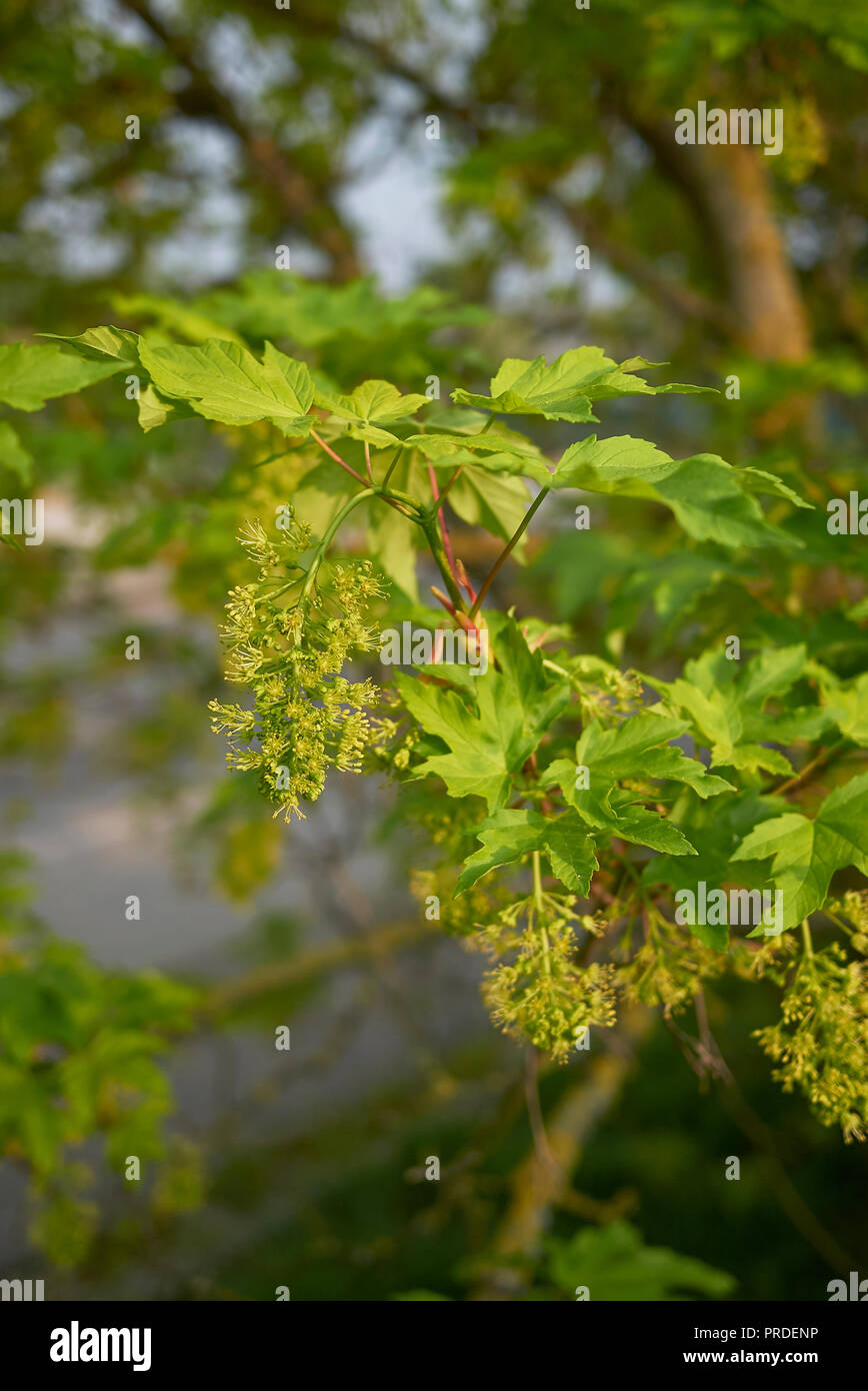 Sycamore Tree Blossom High Resolution Stock Photography and Images - Alamy