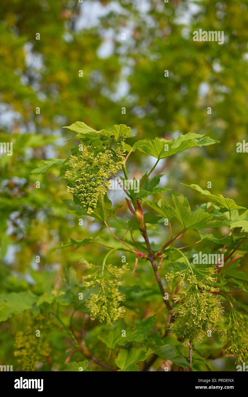 Sycamore tree blossom hi-res stock photography and images - Alamy