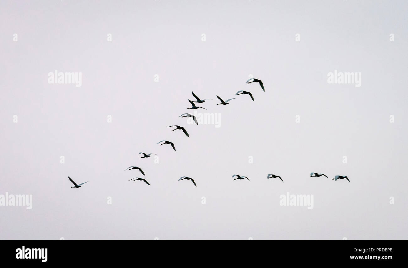 Formation of swan hi-res stock photography and images - Alamy