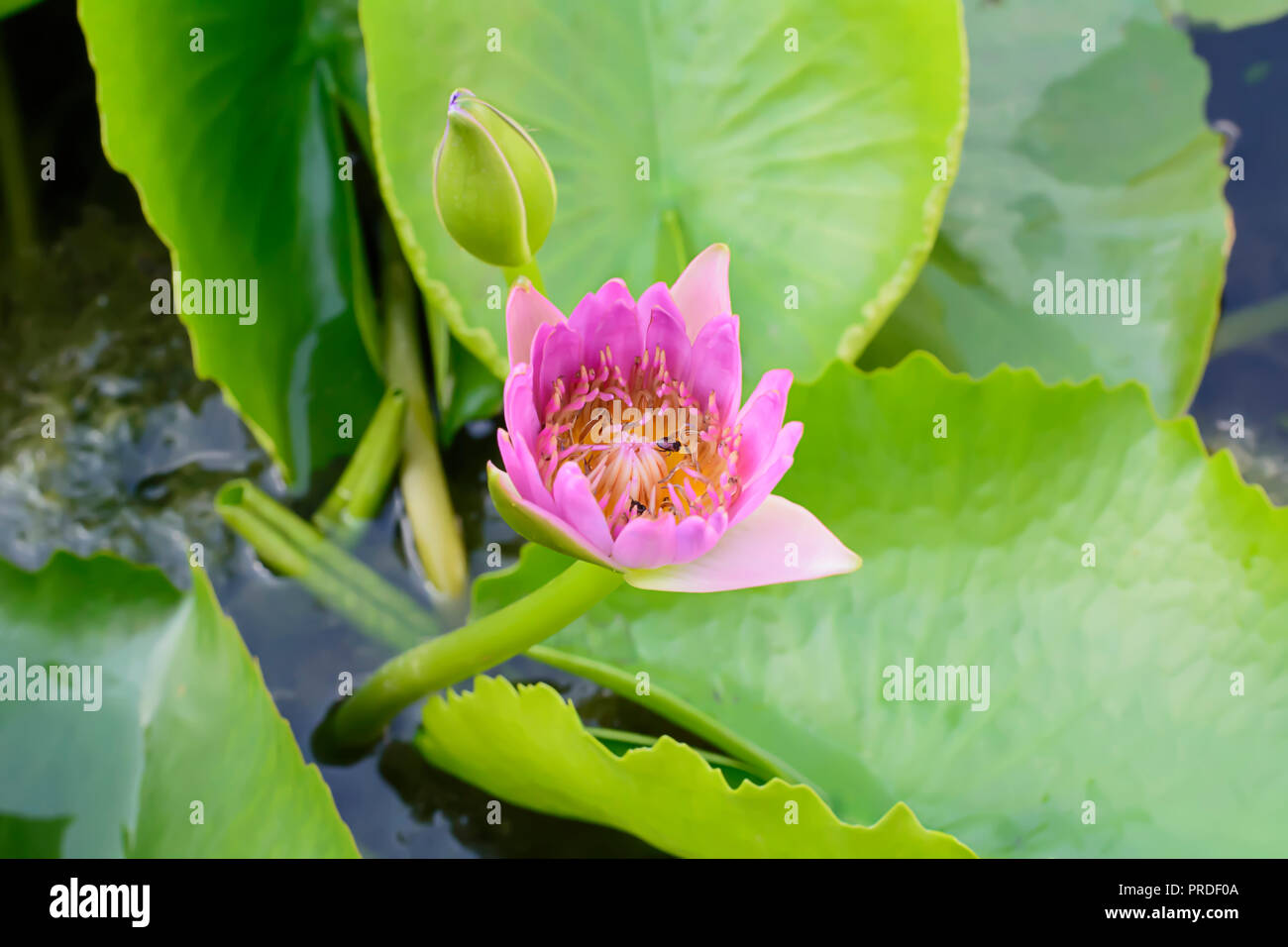 Bees are swarming lotus. The lotus in many colors is very beautiful ...