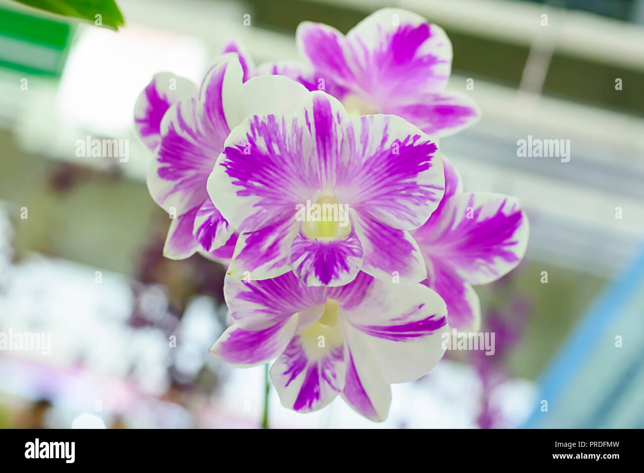 Diverse orchid family hi-res stock photography and images - Alamy