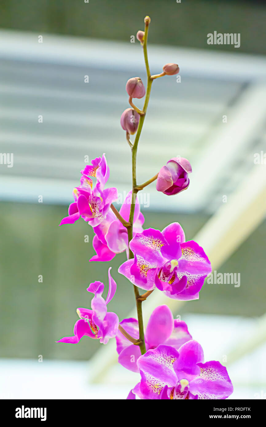 Orchidaceae is a diverse and widespread family of flowering plants ...