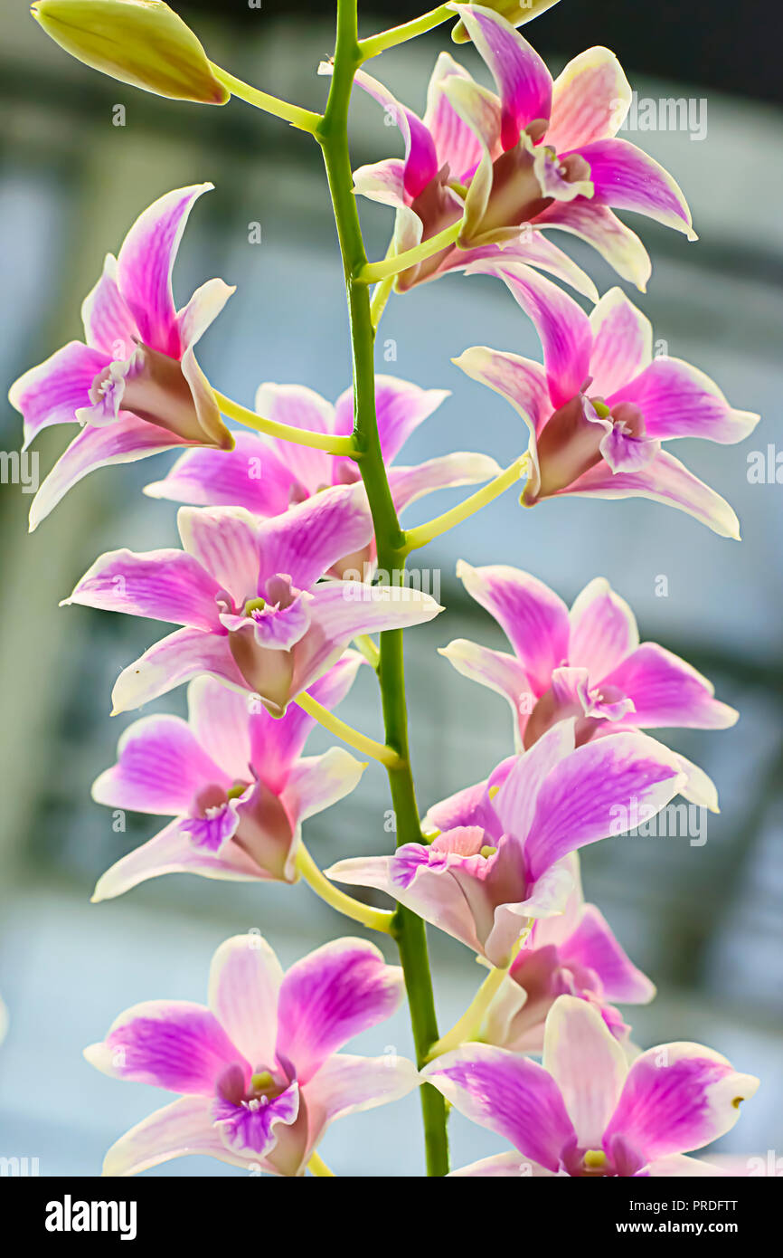 Orchidaceae is a diverse and widespread family of flowering plants ...