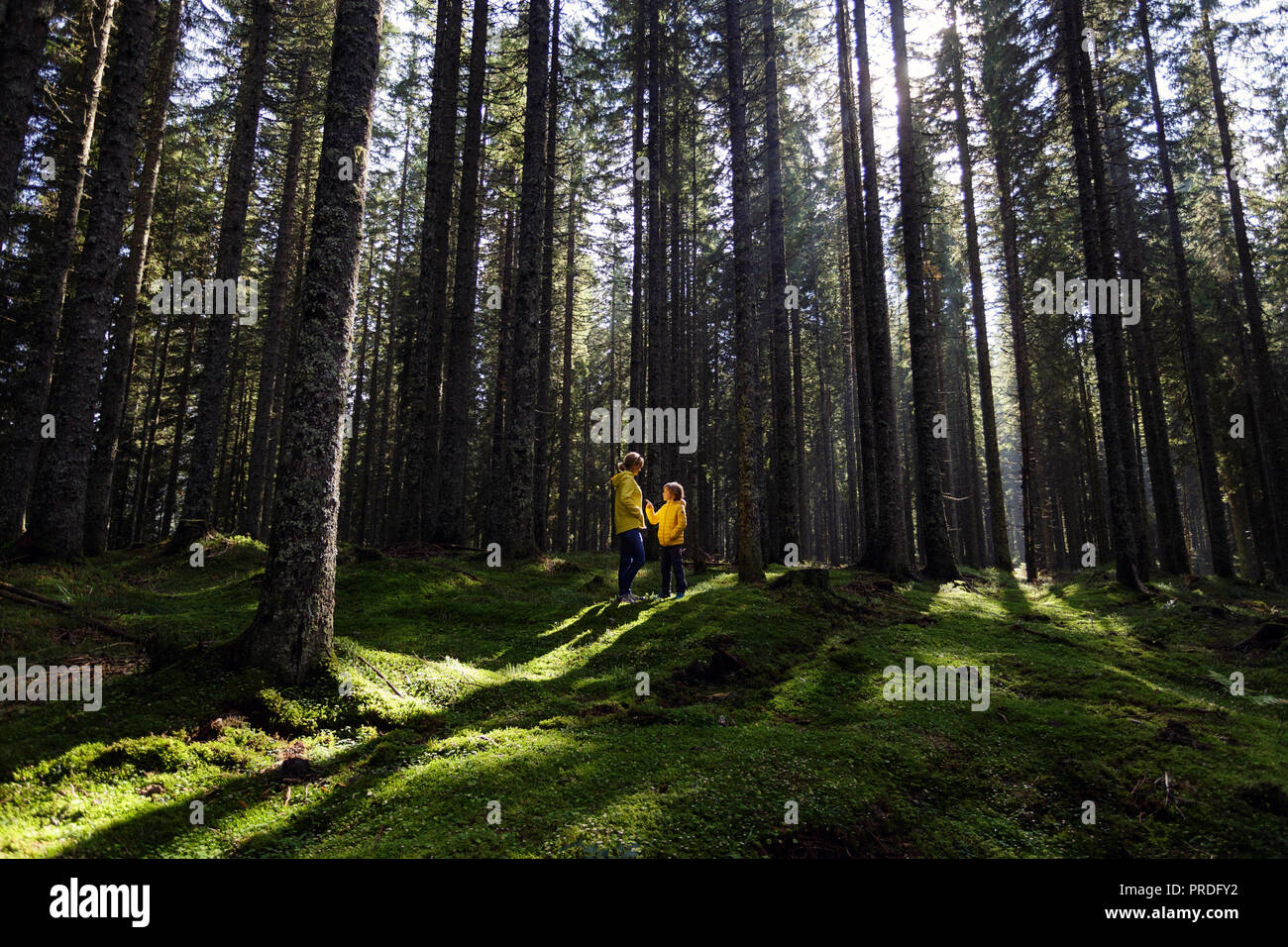 Mother and son talking to each othe in tall pine tree forest ...
