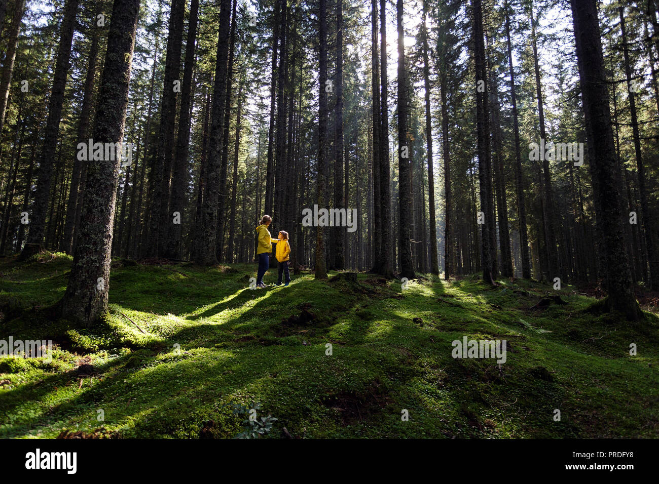 Child forest tall tree hi-res stock photography and images - Alamy