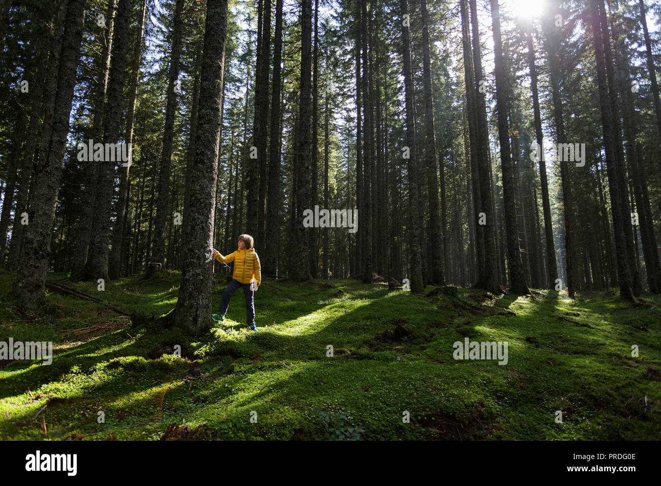 Boy touching tree hi-res stock photography and images - Alamy