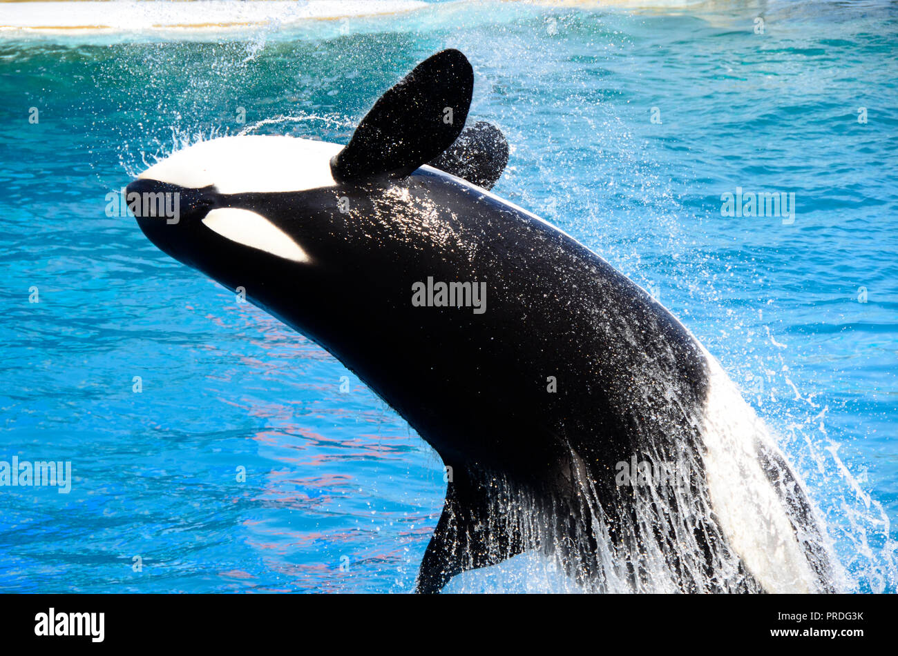 Killer Whales Jumping Out Of The Water