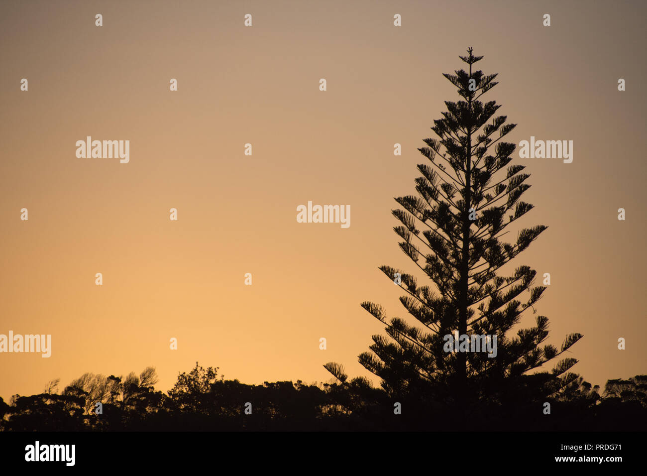 Conifer at sunset on Fraser Island, Queensland, Australia Stock Photo ...
