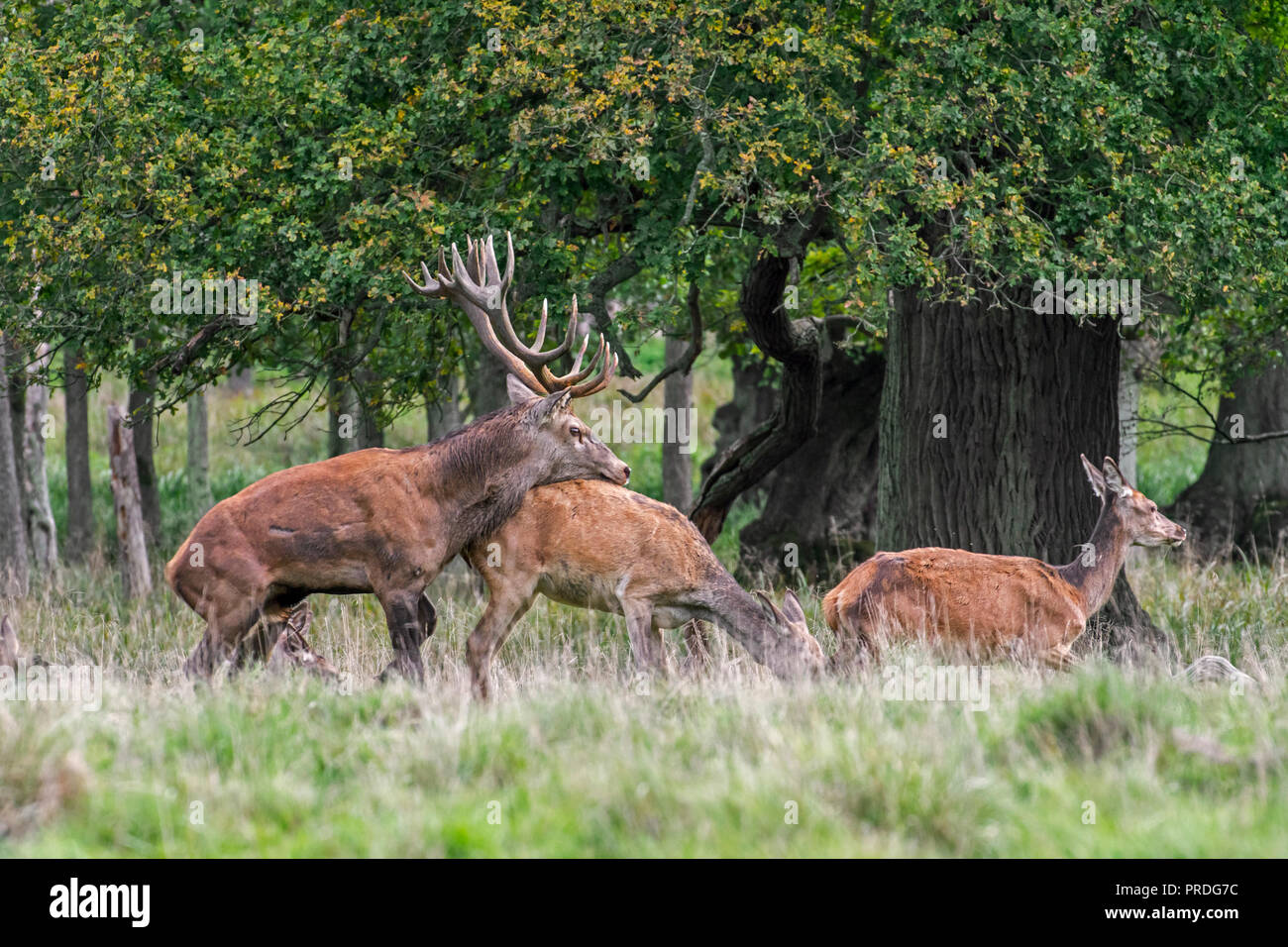 Red deer (Cervus elaphus) stag mating with hind / female in heat in ...