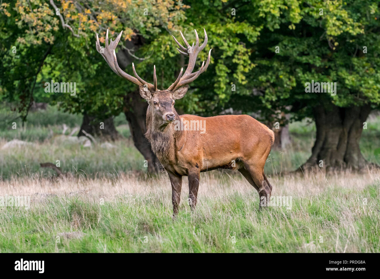 Mammals of denmark hi-res stock photography and images - Alamy