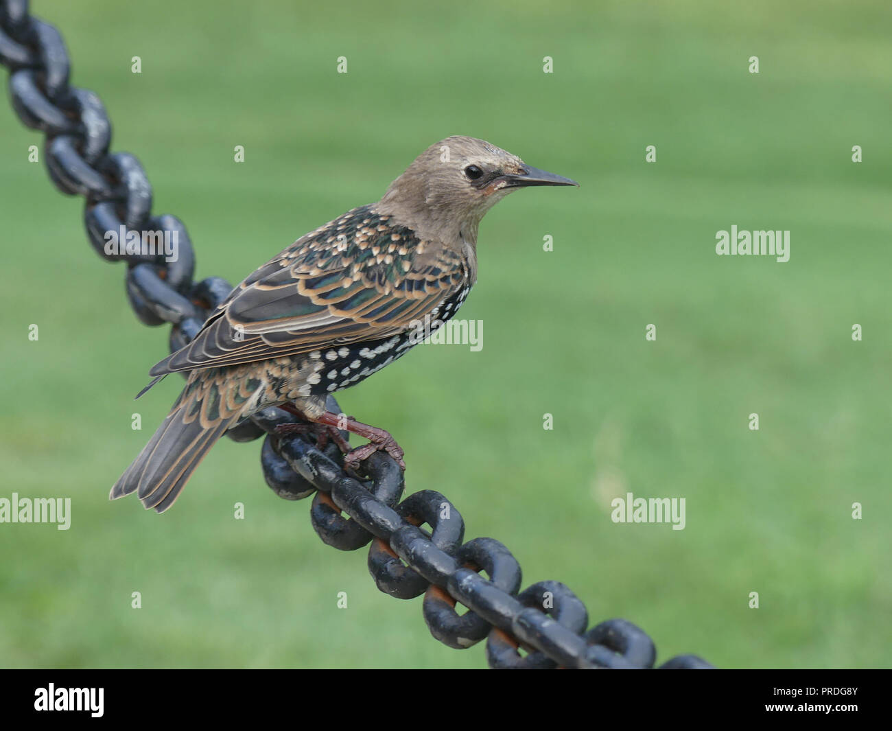 Common starling sturnus vulgaris immature hi-res stock photography and ...