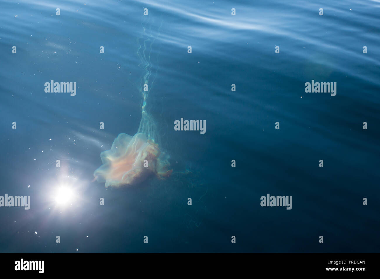 Large jellyfish (cyanea capillata) in the deep blue Barents sea, Arctic ...