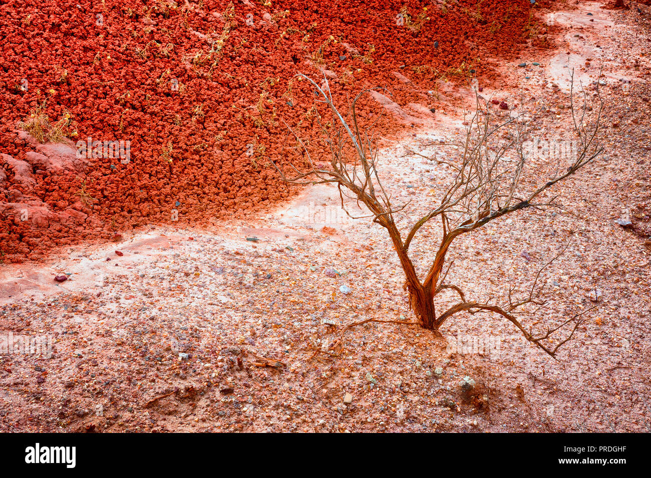 Plants rairely thrive close to the base of the claystone mounds at ...