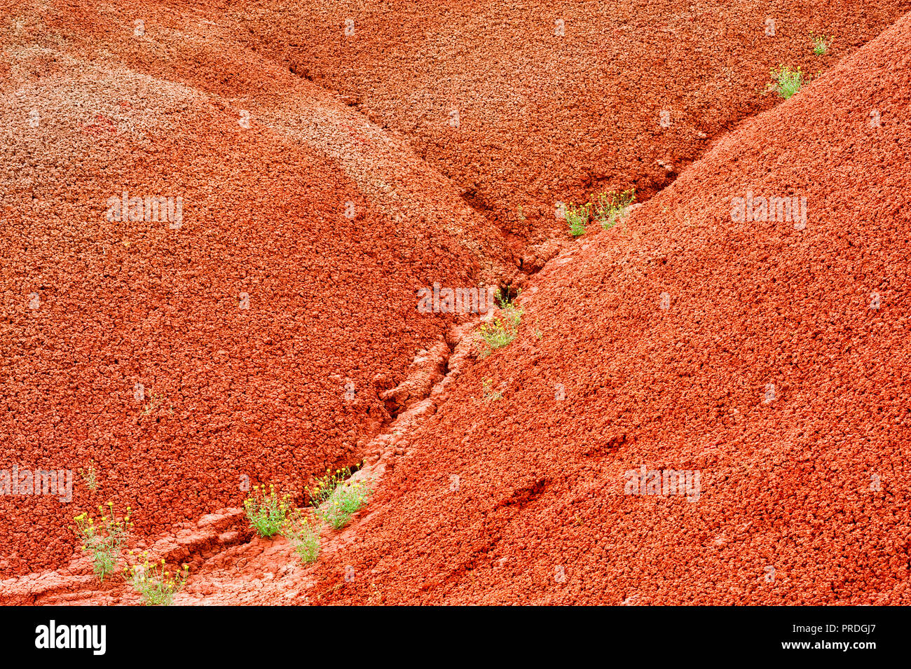 Yellow wildflowers grow in the crevices ot the claystone mounds at ...