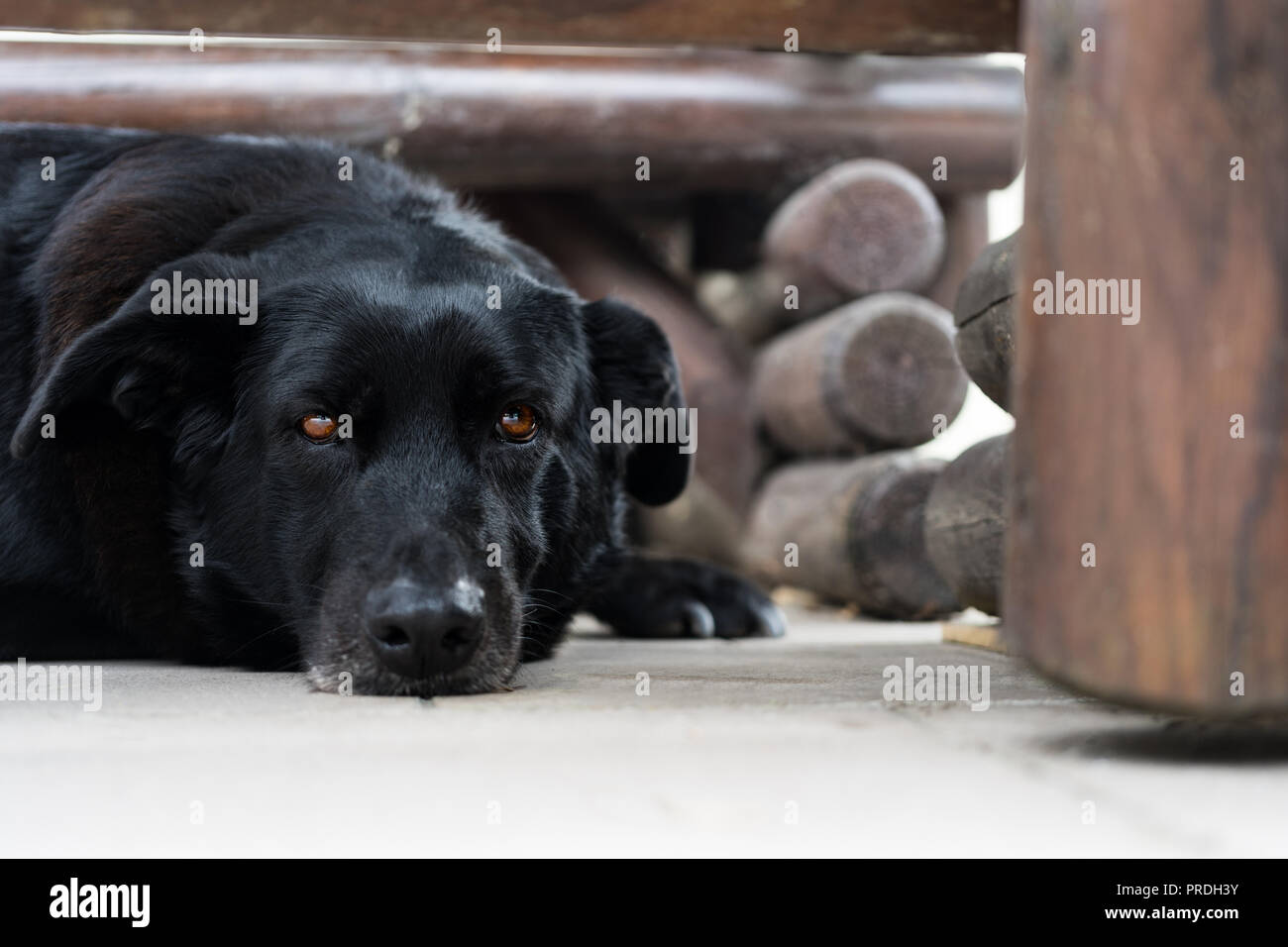 Happy black labrador retriever dog lying tired under the table. Happy ...