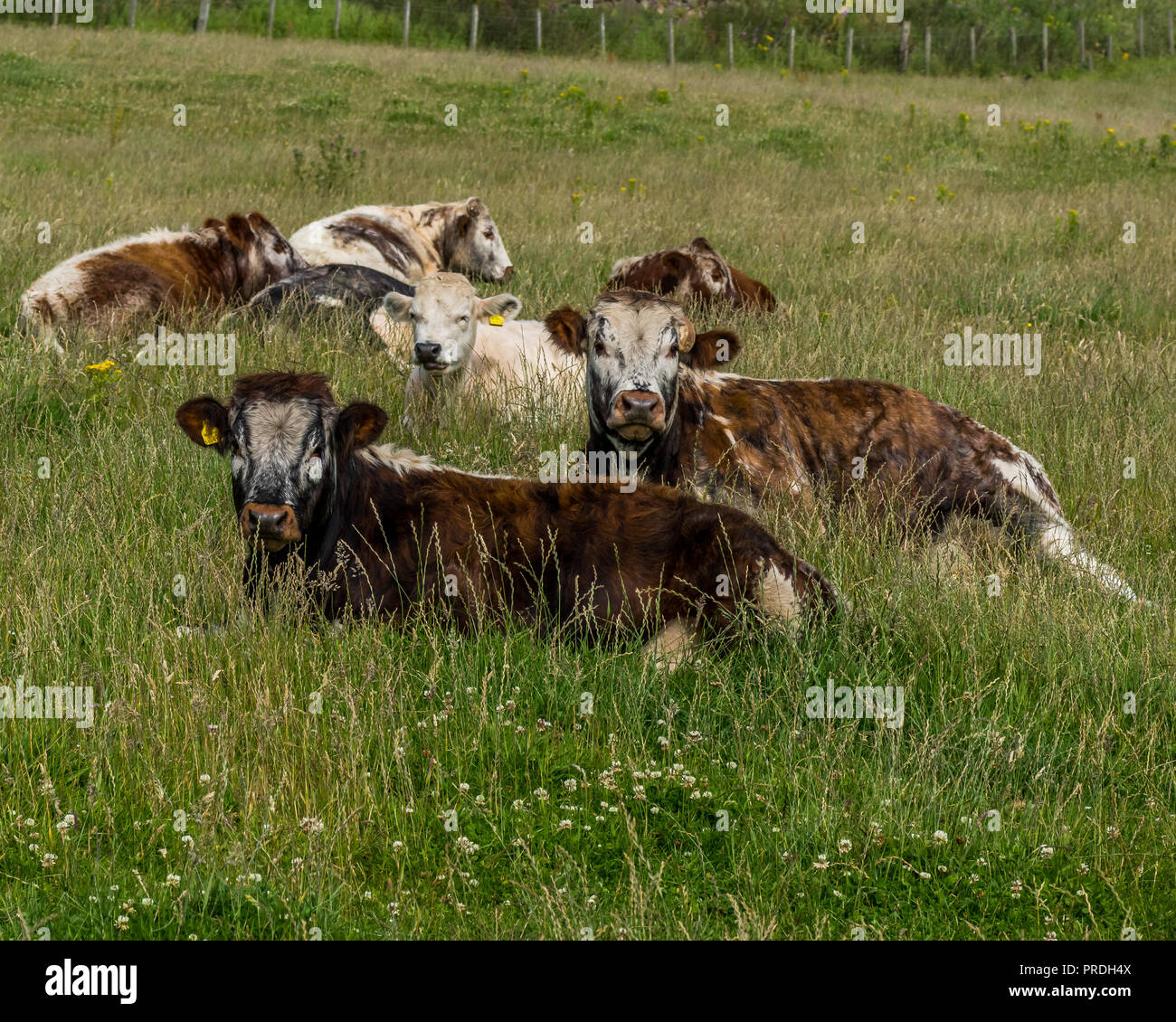 Farmland with cows hi-res stock photography and images - Alamy