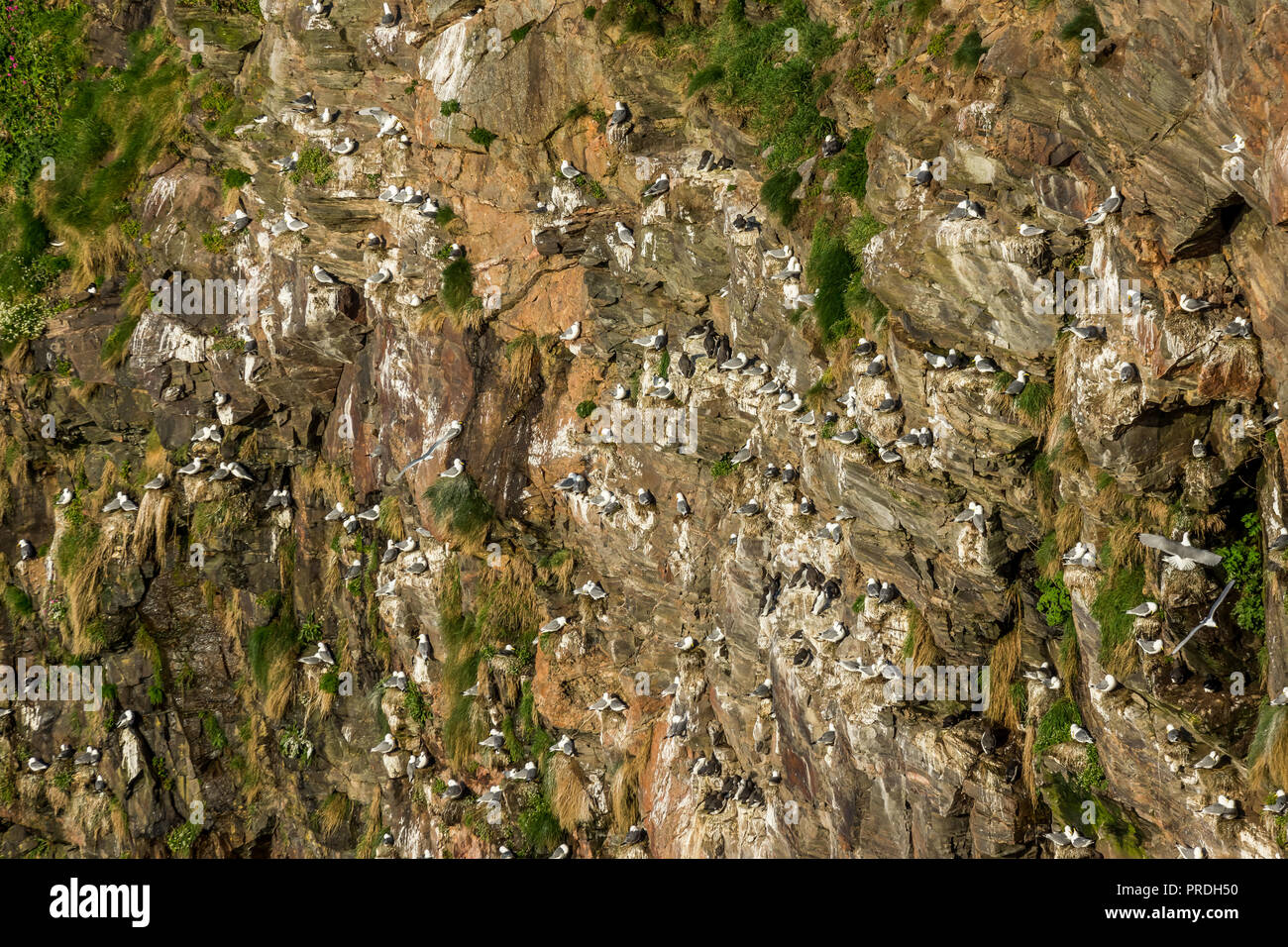 Aberdeen cliffs hi-res stock photography and images - Alamy