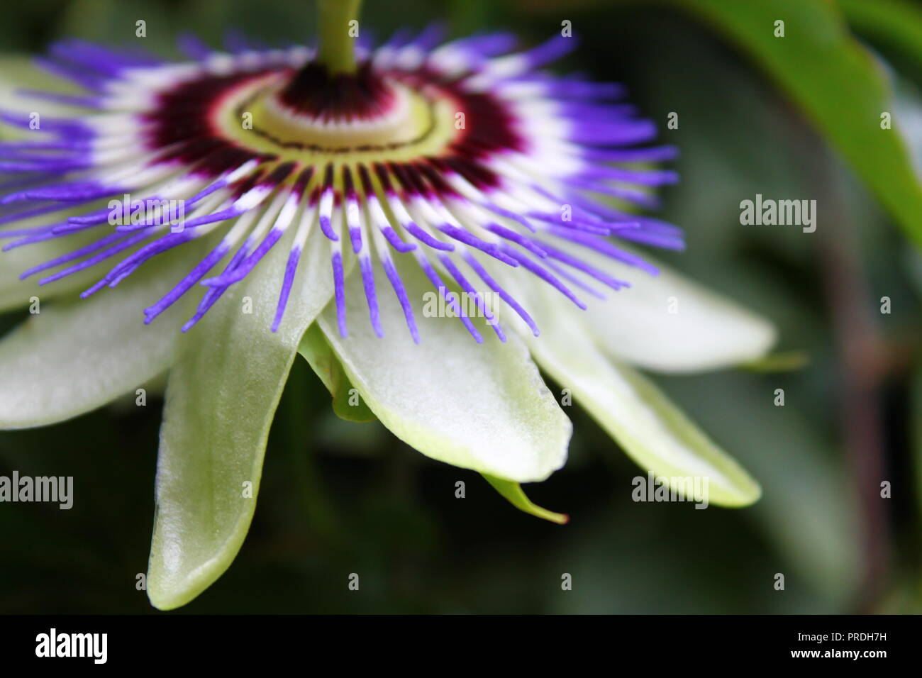 Passiflora petals hi-res stock photography and images - Alamy