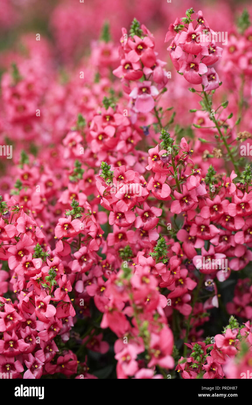 Little flower heads hi-res stock photography and images - Alamy