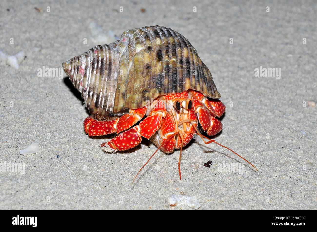 Hermit crab hi-res stock photography and images - Alamy