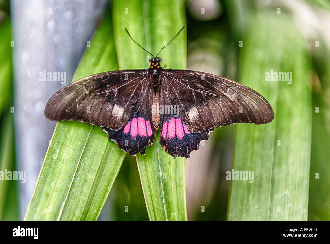 Papilio anchisiades, aka ruby-spotted swallowtail or red-spotted ...
