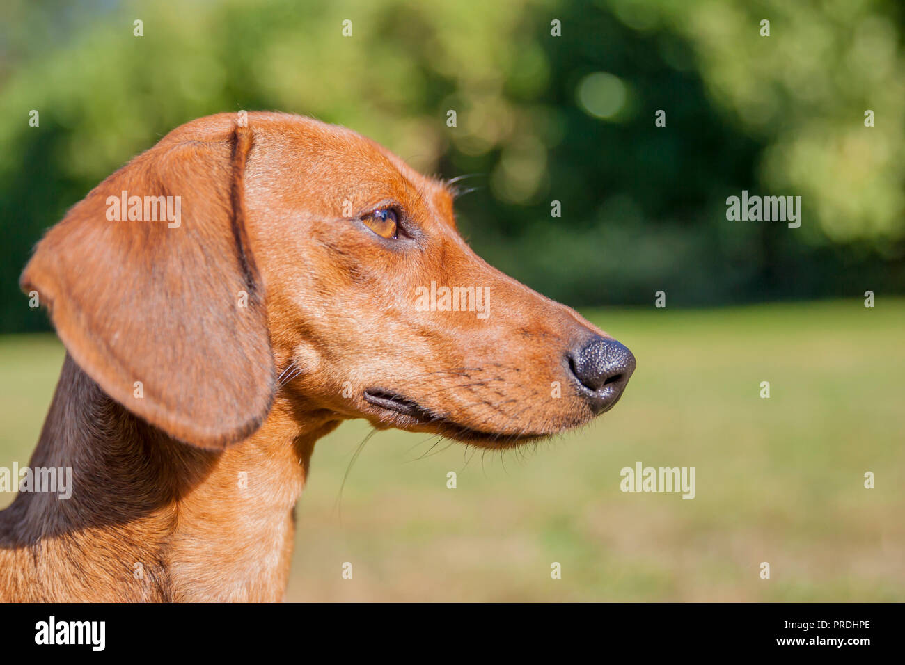 beautiful profile of a dachshund with a green background Stock Photo ...
