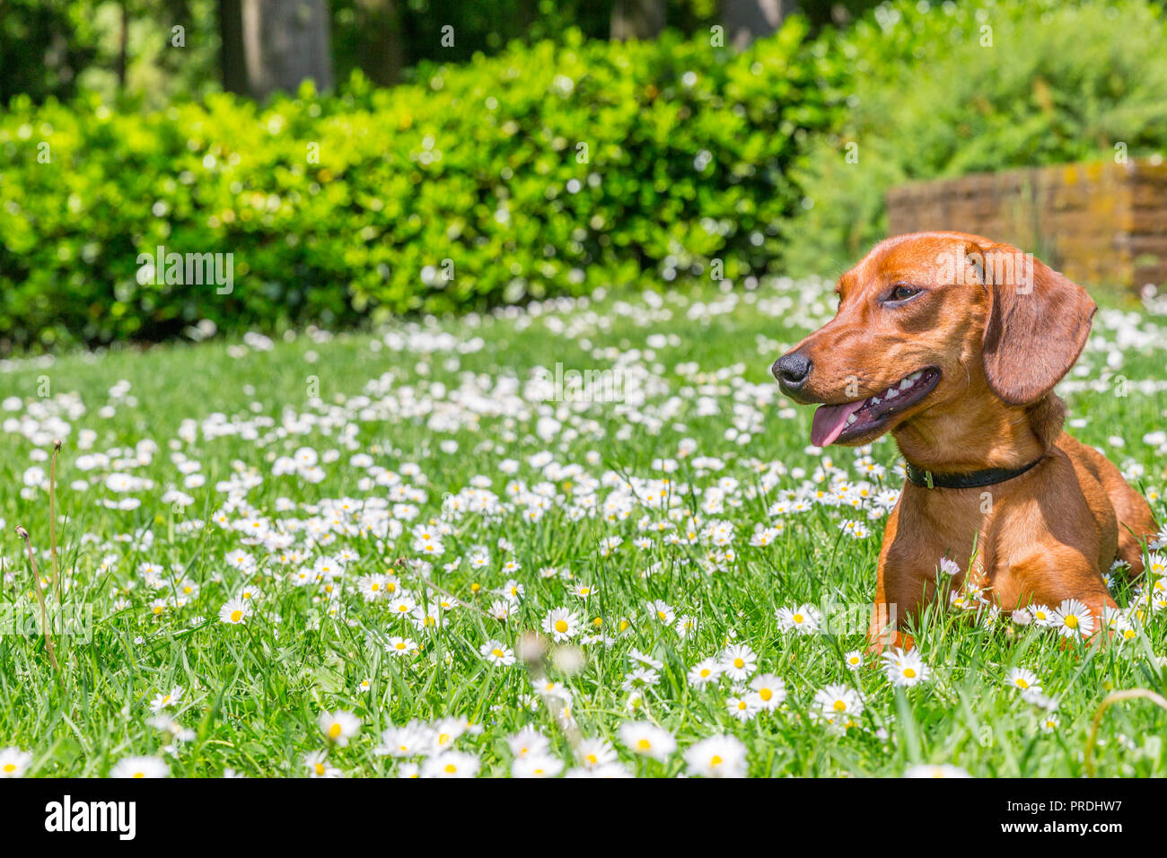 Sausage dog hi-res stock photography and images - Alamy