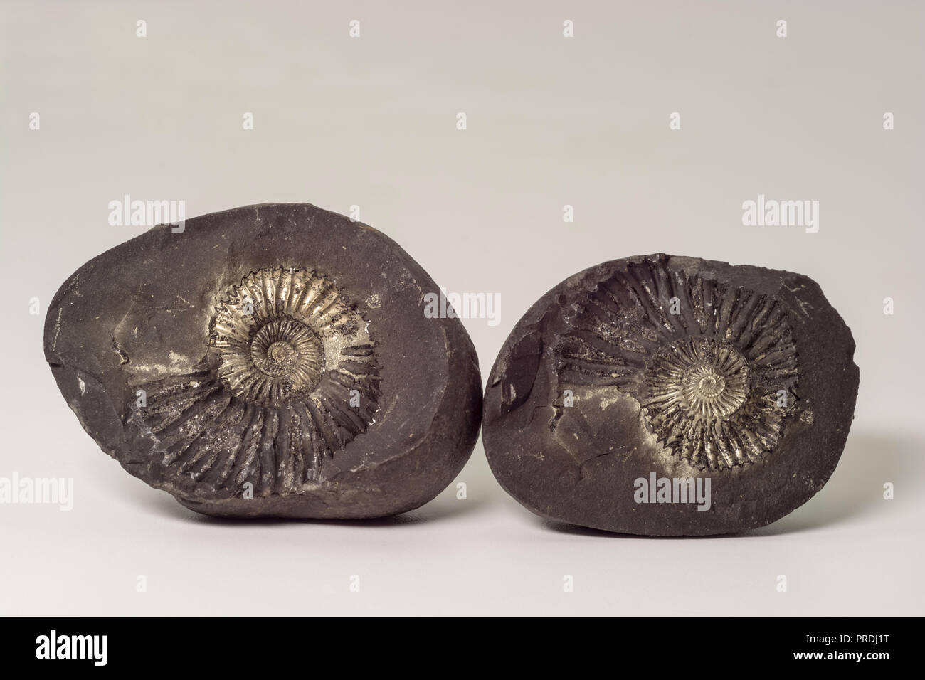 Stone Ammonite or Shalagram-sewed with fossilized shell from the ...