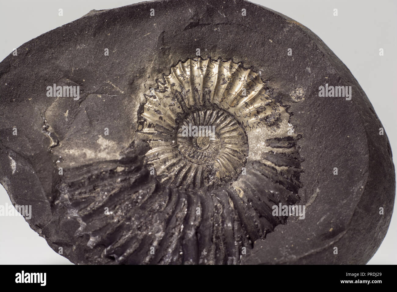 Stone Ammonite or Shalagram-sewed with fossilized shell from the ...