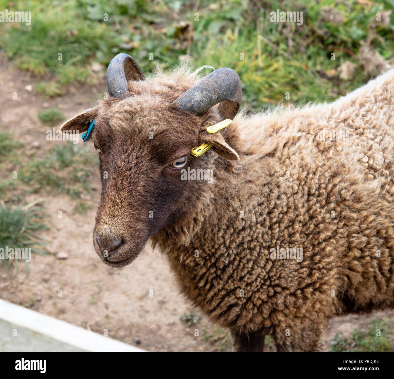 French breed of sheep hi-res stock photography and images - Alamy