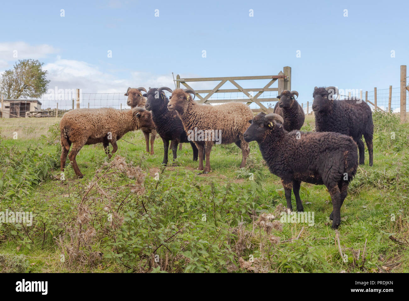 Ouessant sheep, a rare breed of heritage sheep originally from the ...