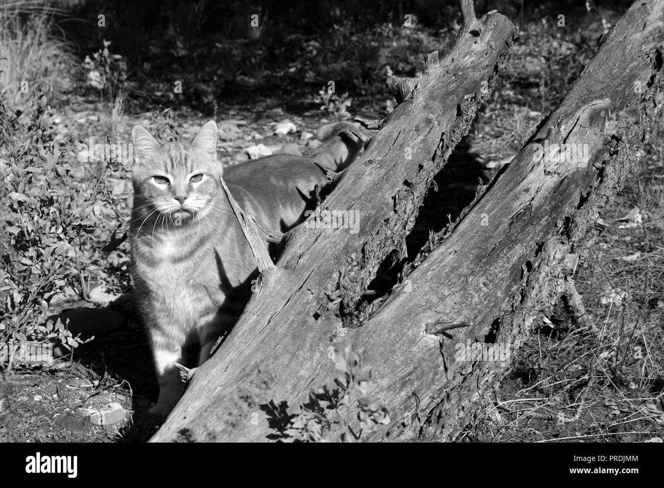 Black Cat In Hunting High Resolution Stock Photography and Images - Alamy