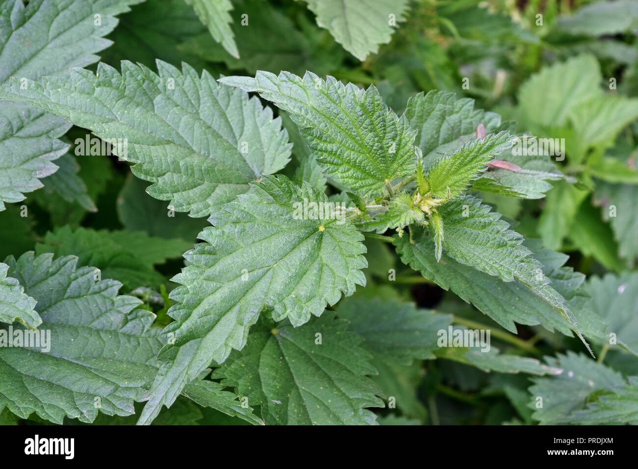 Nettle plant in the garden wild shown in the wild environment Stock ...