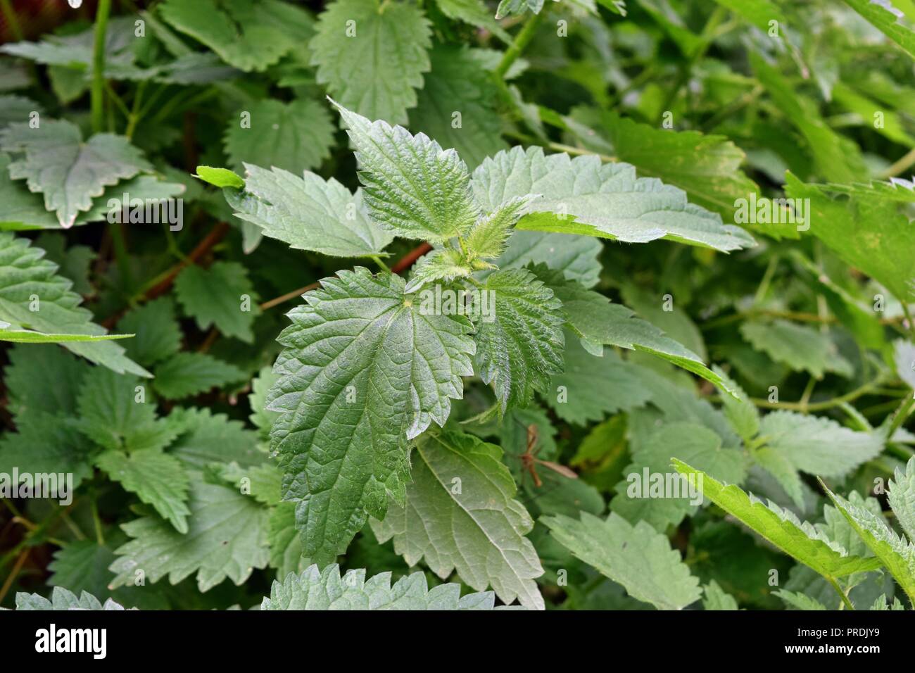 Nettle plant in the garden wild shown in the wild environment Stock ...