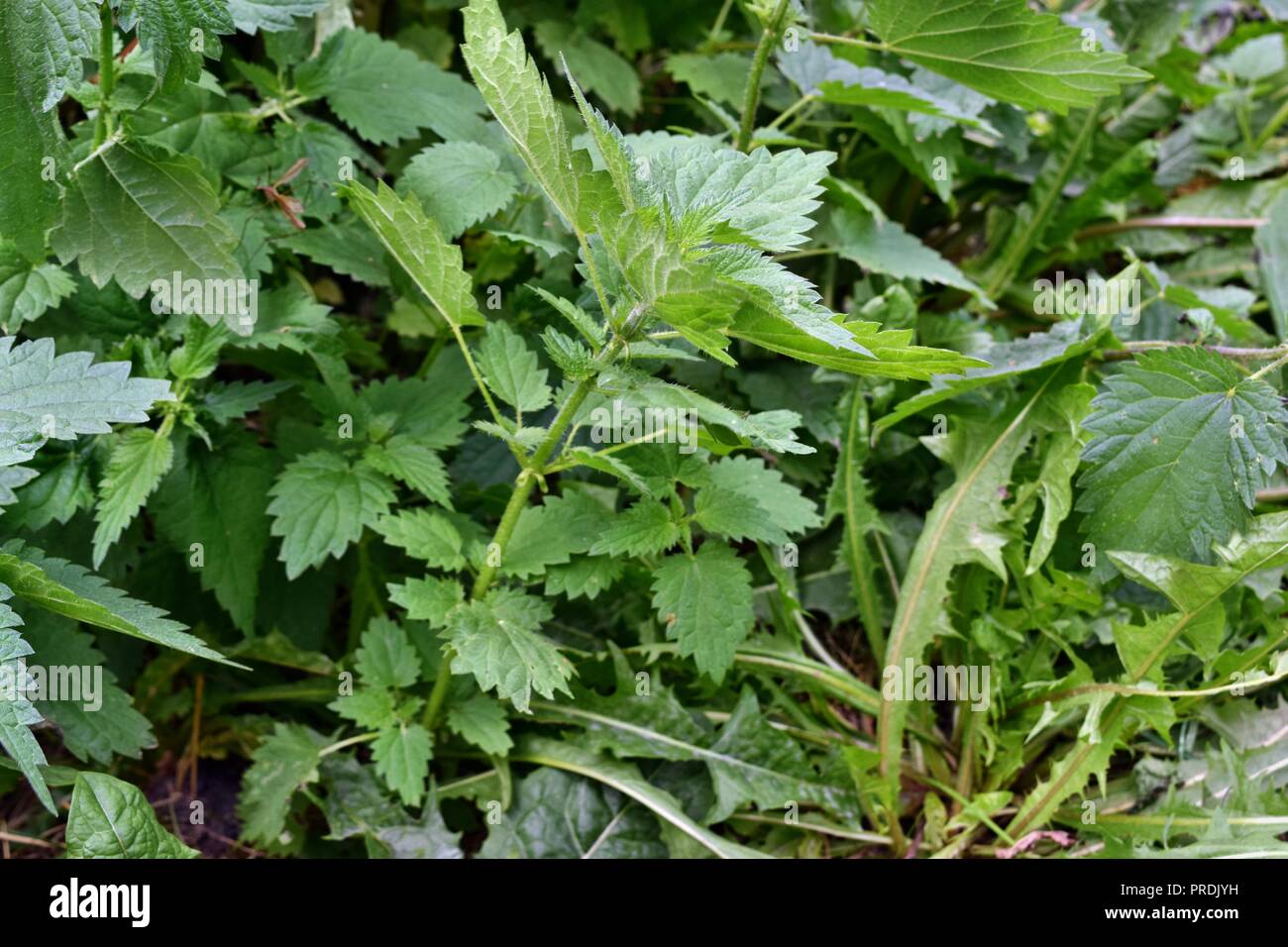 Nettle plant in the garden wild shown in the wild environment Stock ...