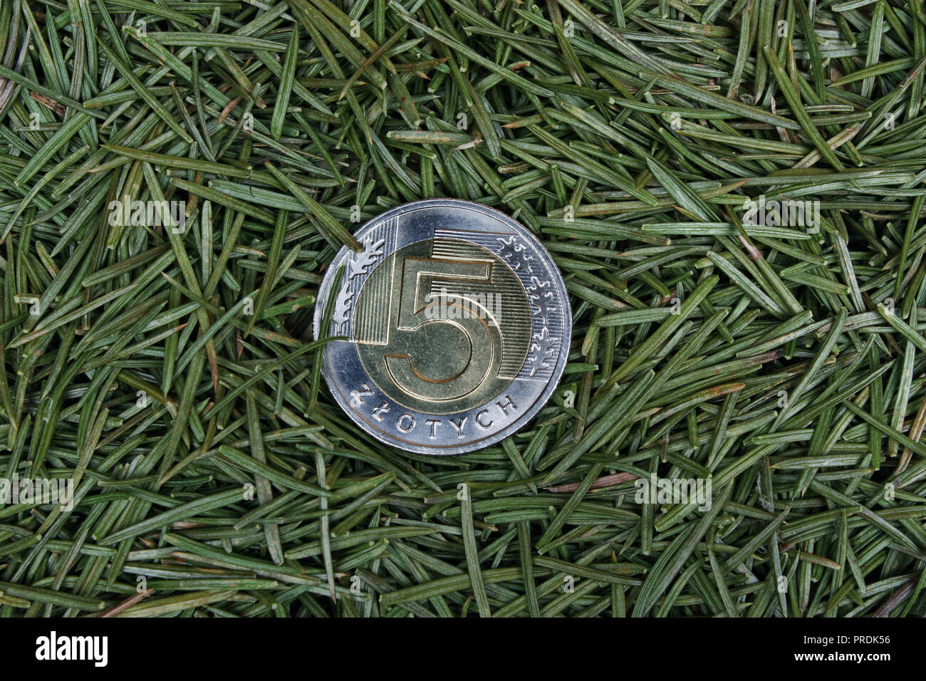 Polish money coin against the background of pine needles Stock Photo ...