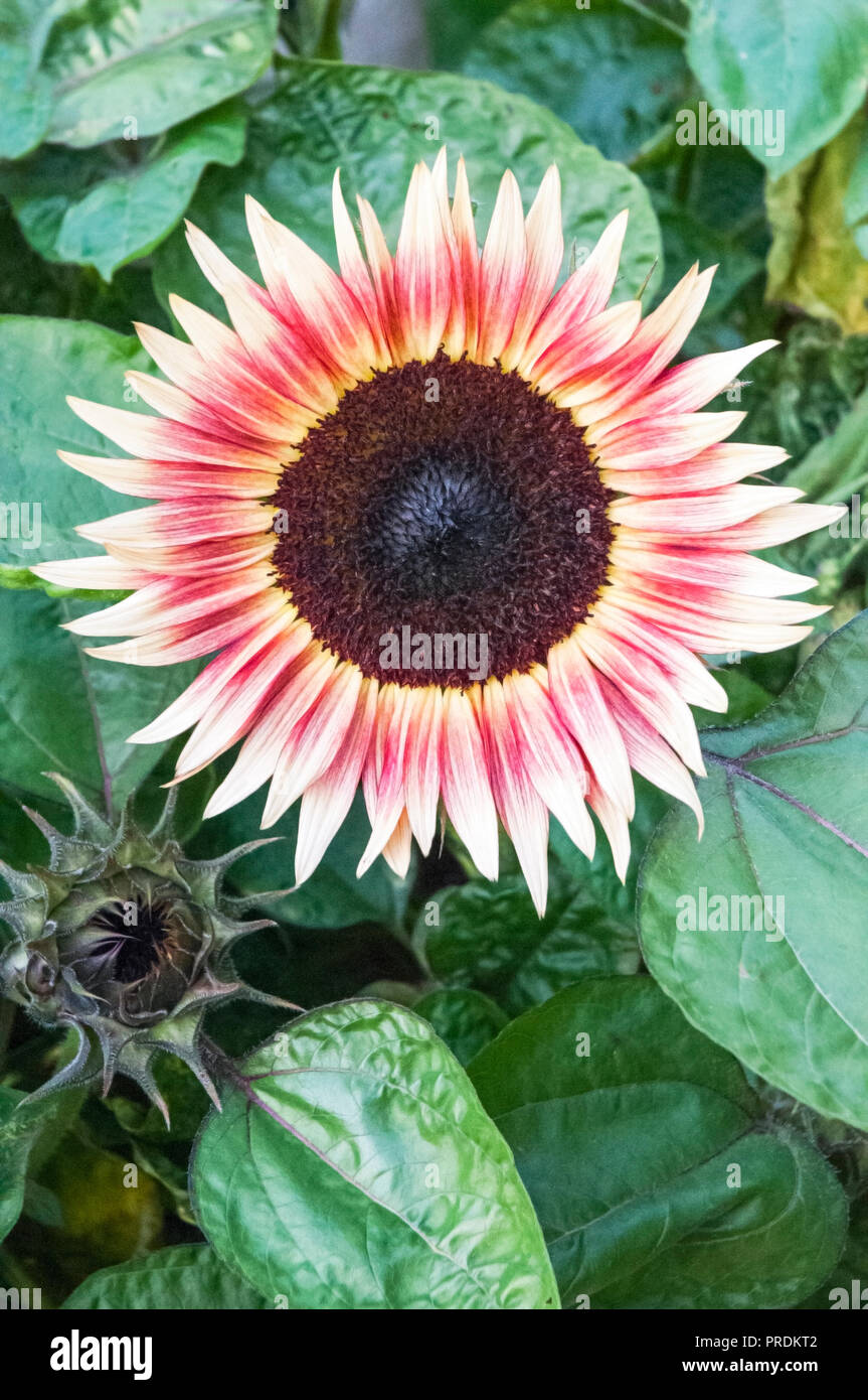 Ruby eclipse hi-res stock photography and images - Alamy