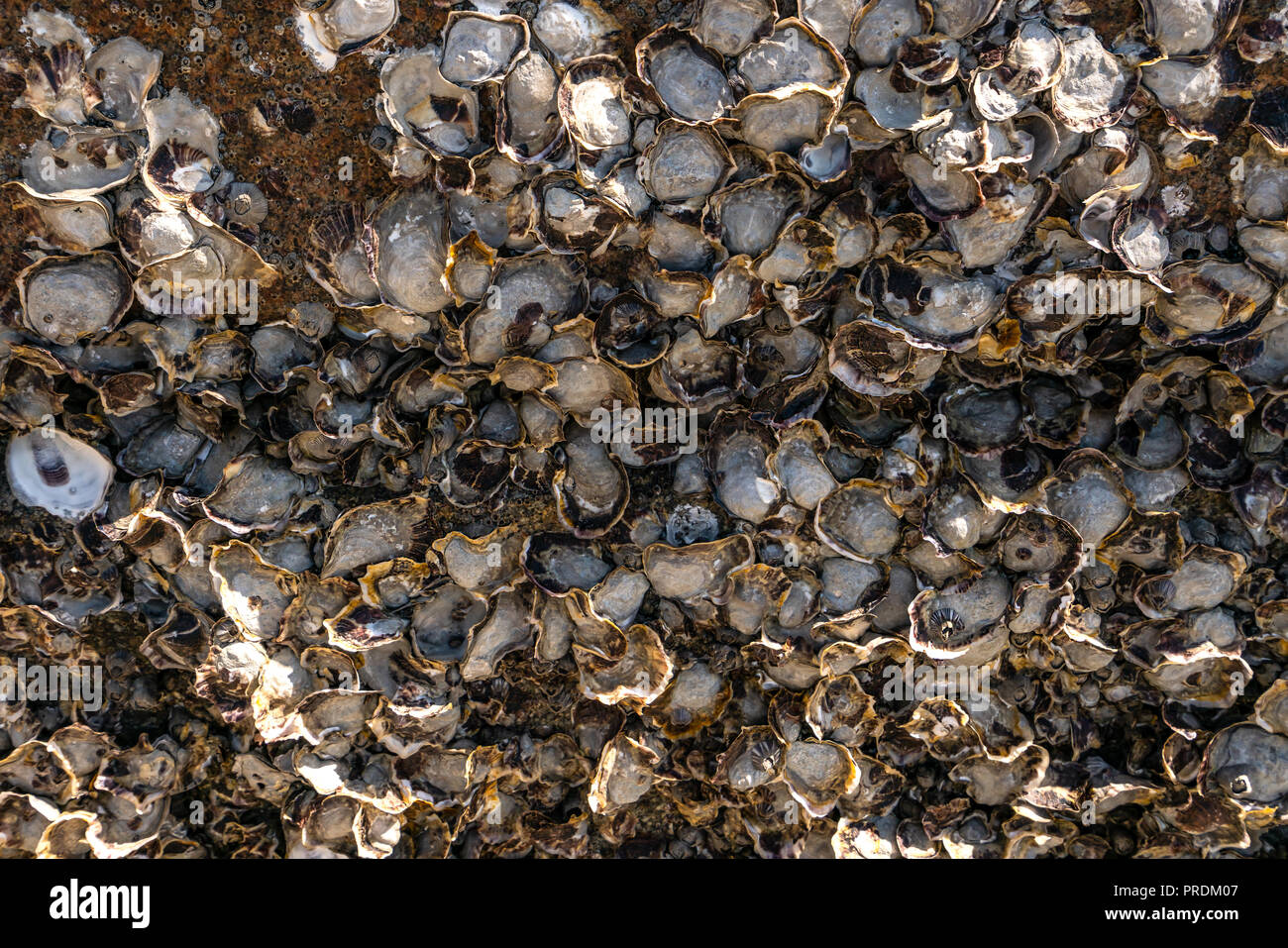 Oyster Shell carcass stuck on rocks background Stock Photo - Alamy