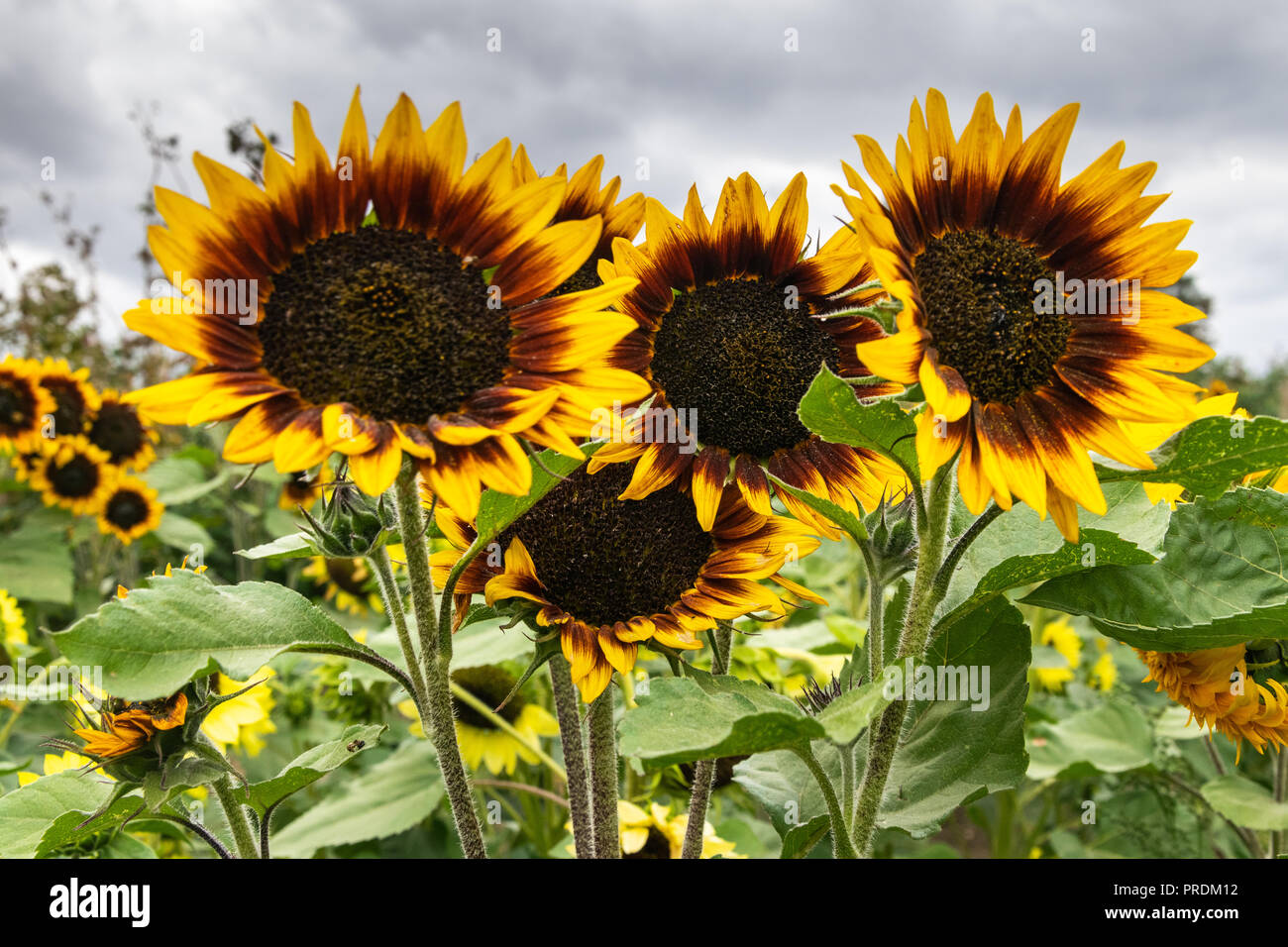 Four sunflowers hi-res stock photography and images - Alamy