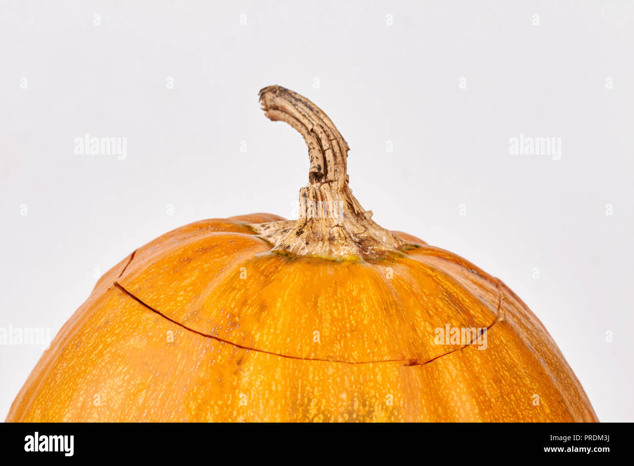 Stem of yellow pumpkin close up Stock Photo - Alamy