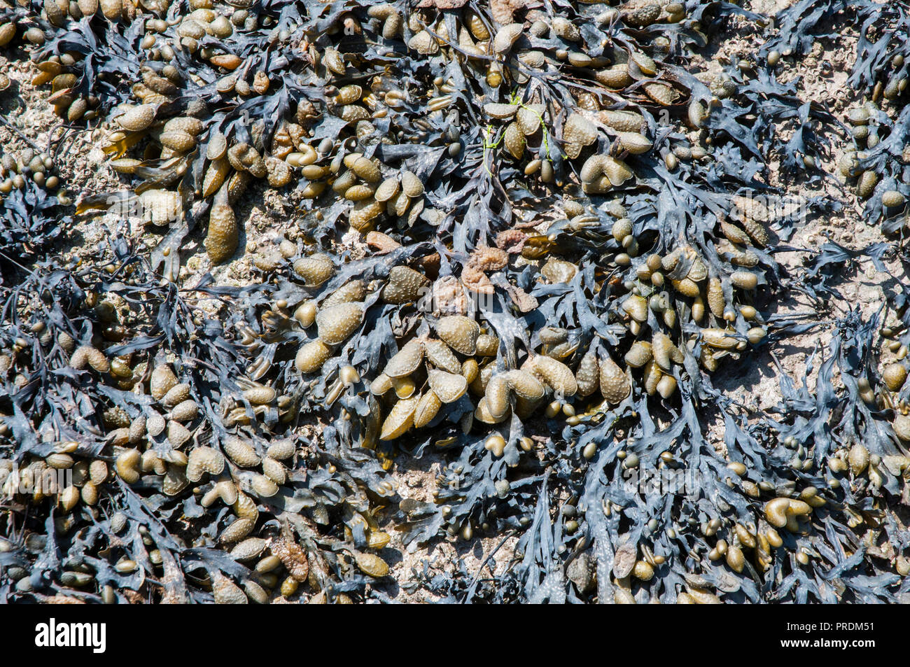 Seaweed air bladder hi-res stock photography and images - Alamy