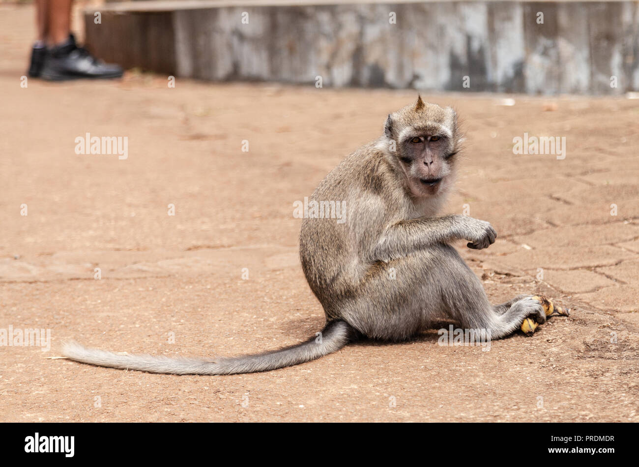 Prehensile feet hi-res stock photography and images - Alamy