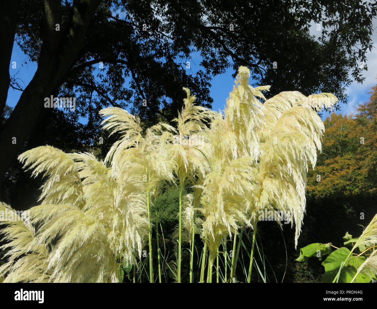 Pampas grass in border hi-res stock photography and images - Alamy