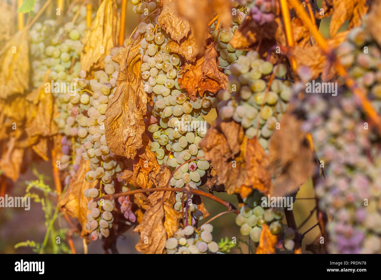 golden ripe grapes of Rkatsiteli in a vineyard before harvest, Kakheti ...