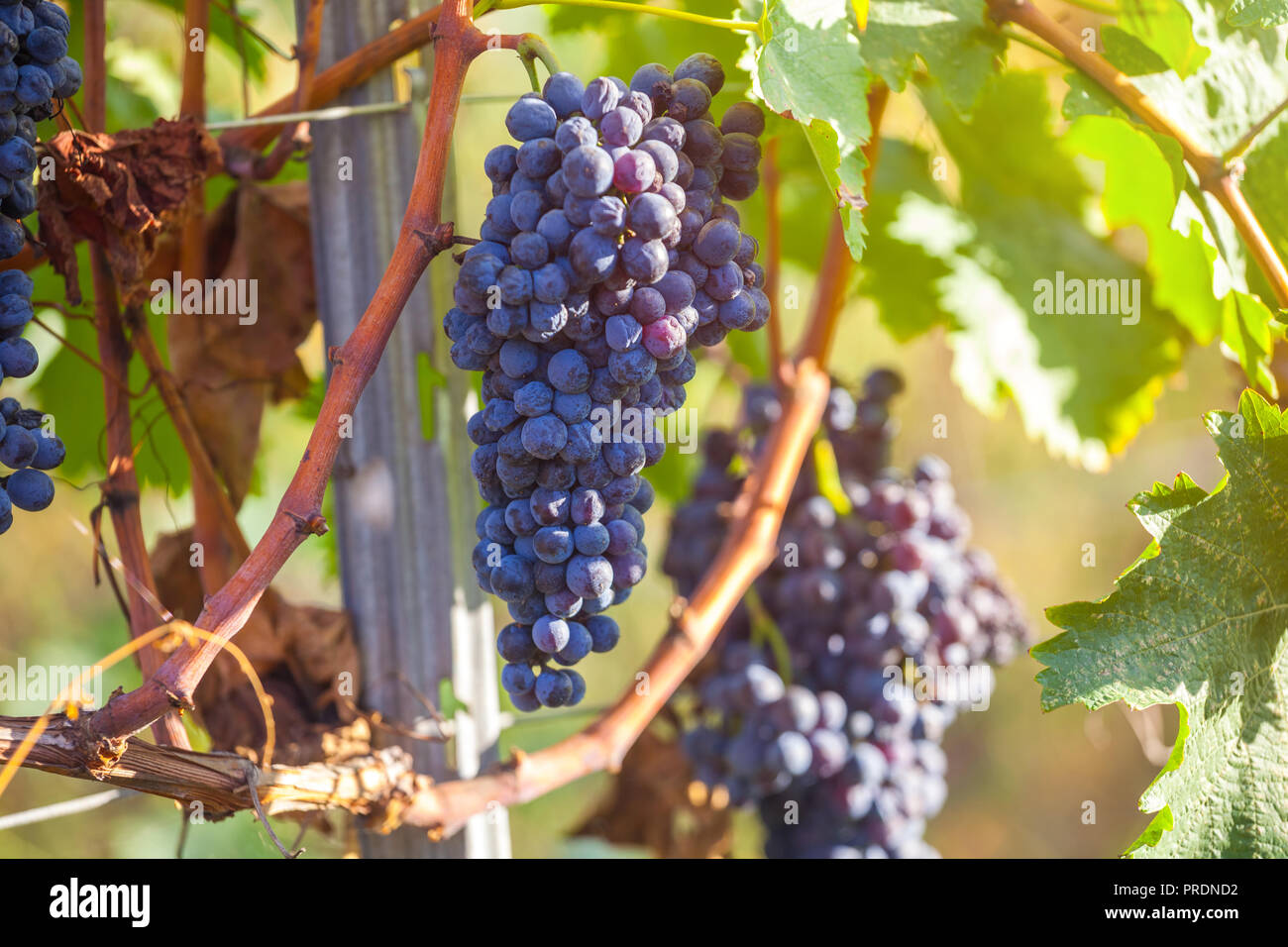 Georgia saperavi hi-res stock photography and images - Alamy